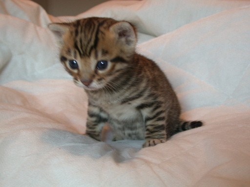 The Toyger is a breed of domestic cat that is the result of breeding ...